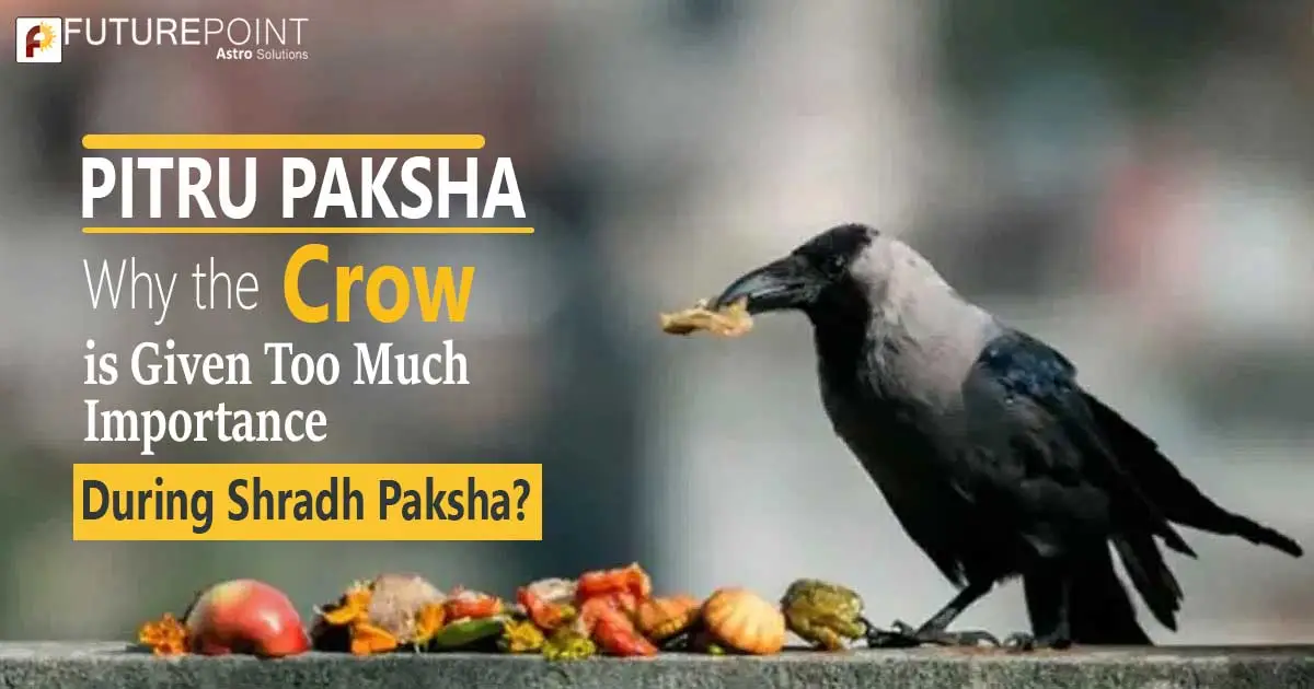 Why the Crow is Given Too Much Importance During Shradh Paksha ...