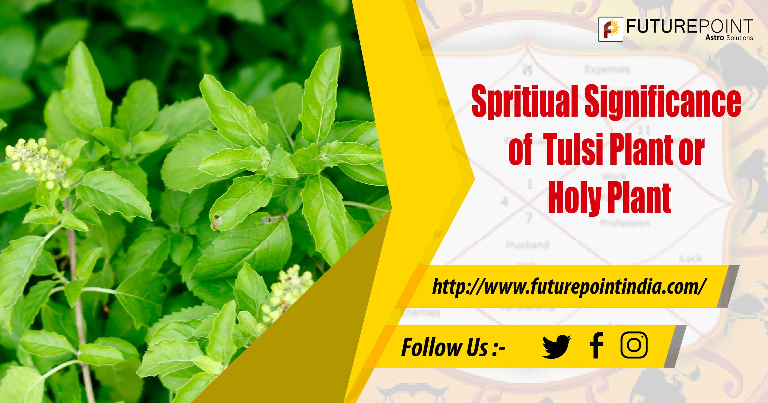 Spiritual Importance of Tulsi Plant or Holy Plant | Future Point